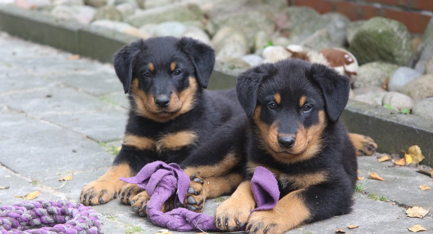 Verplichting voor iedereen die pups fokt